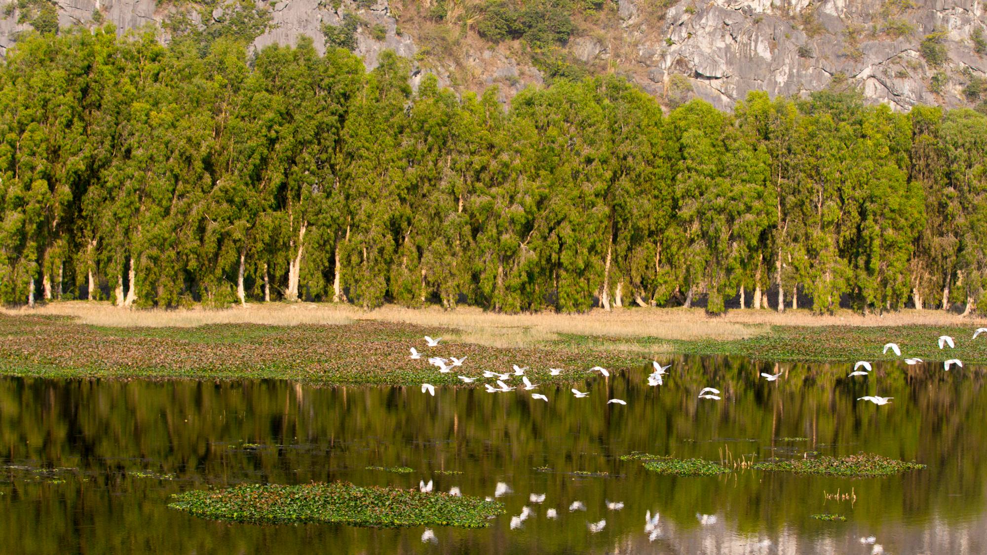 World Wetlands Day: 5 Wetlands In Vietnam And Why They’re Important ...
