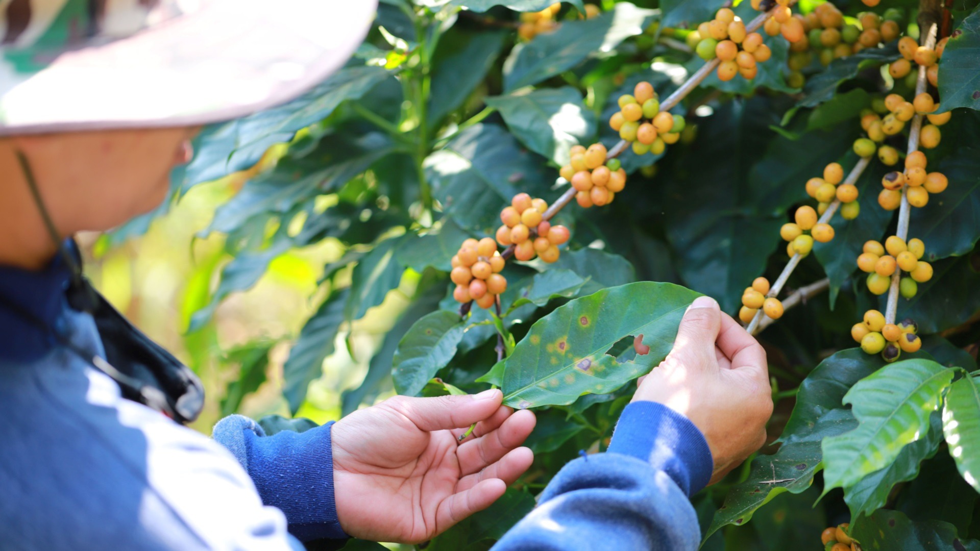 Caffeine Catastrophe : Coffee Prices Soar As Supply Struggles To Keep ...