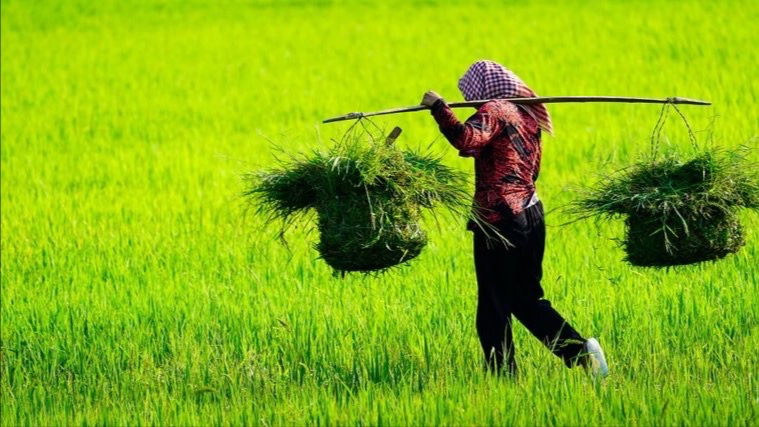 Vietnam Becomes Singapore’s Top Rice Supplier Amid Price Surge | Vietcetera