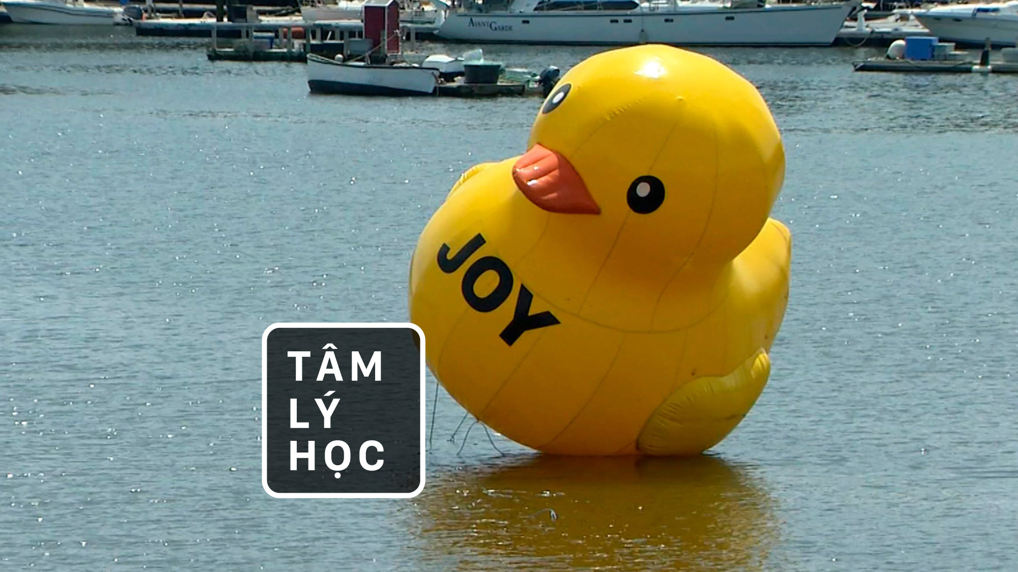 Hội chứng con vịt - Thực sự có những người giỏi không cần cố? | Vietcetera