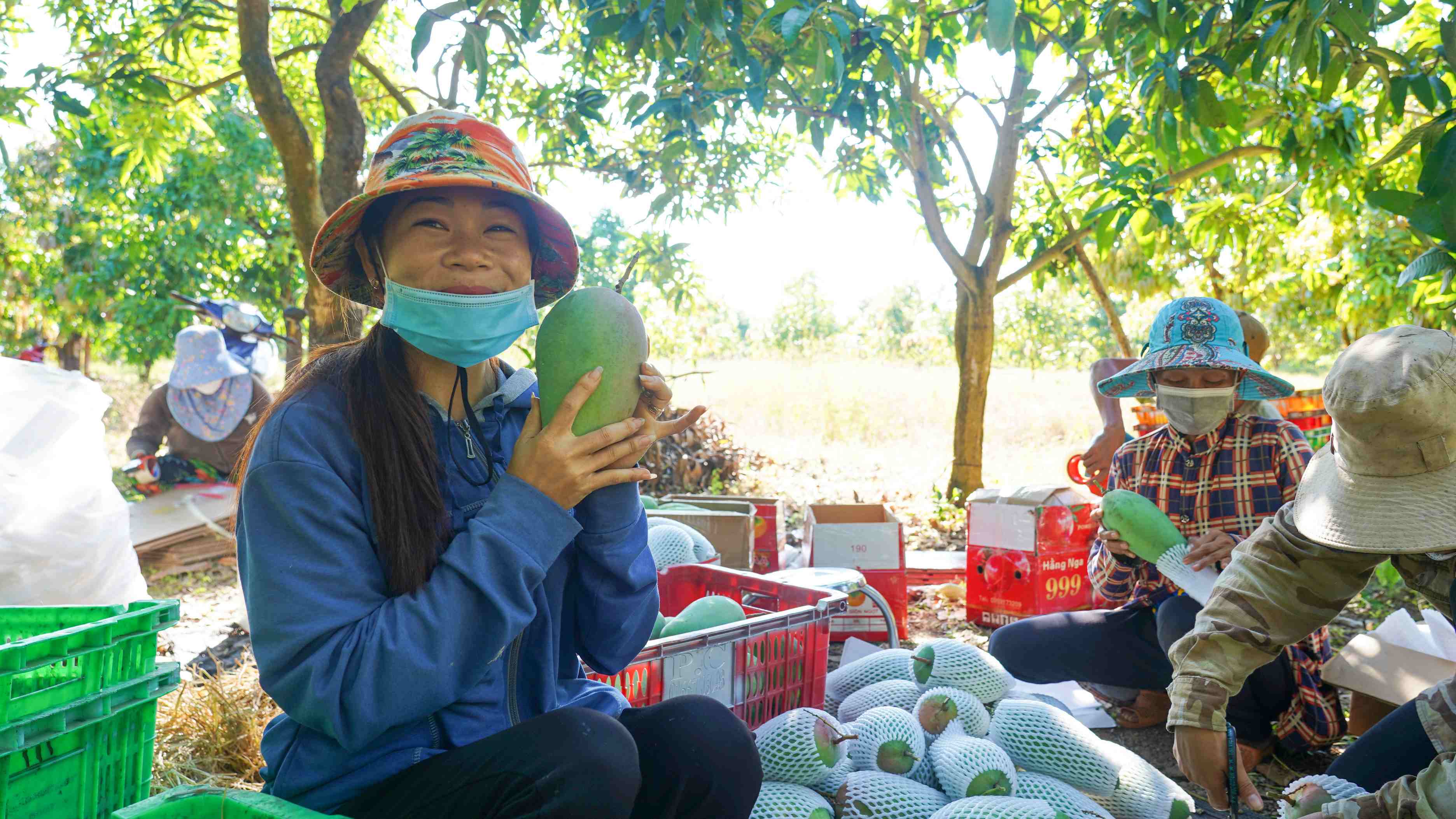 Eco Store In Saigon Helps Farmers Sell Mangoes Affected By Lack Of ...