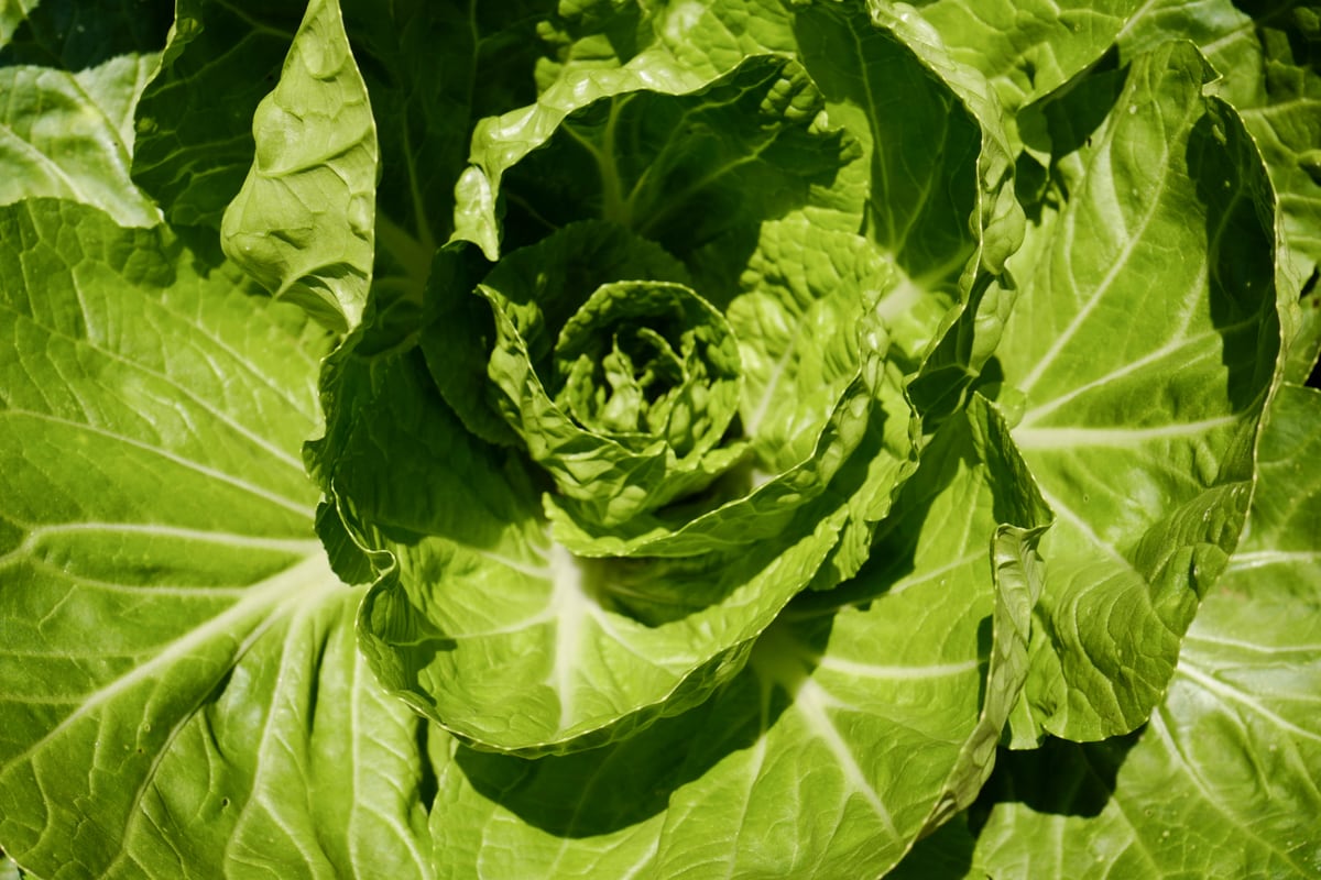 Pizza 4P's' Yosuke Masuko On The Question, “What is ‘Happiness ...