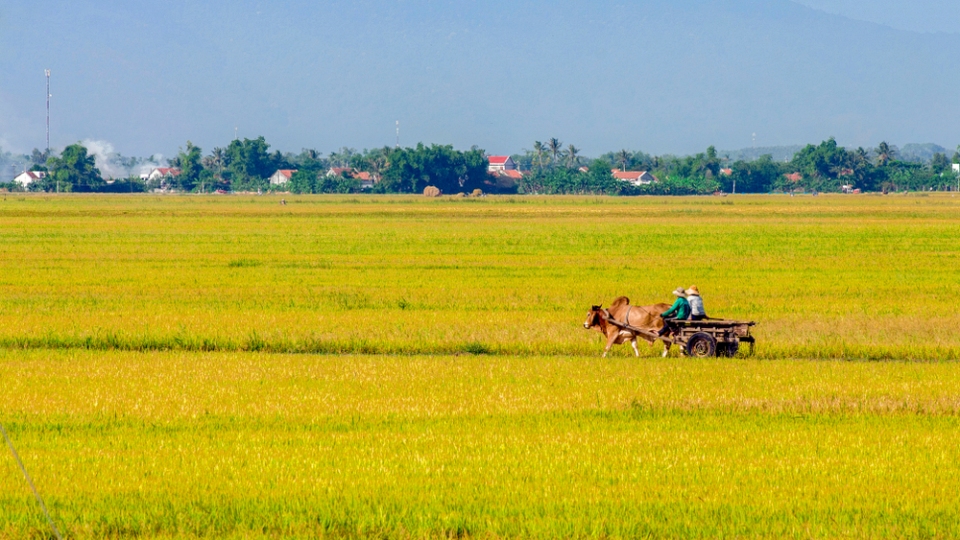 Vietnam’s Rice Prices Lead the Global Market: Here’s Why It Matters ...